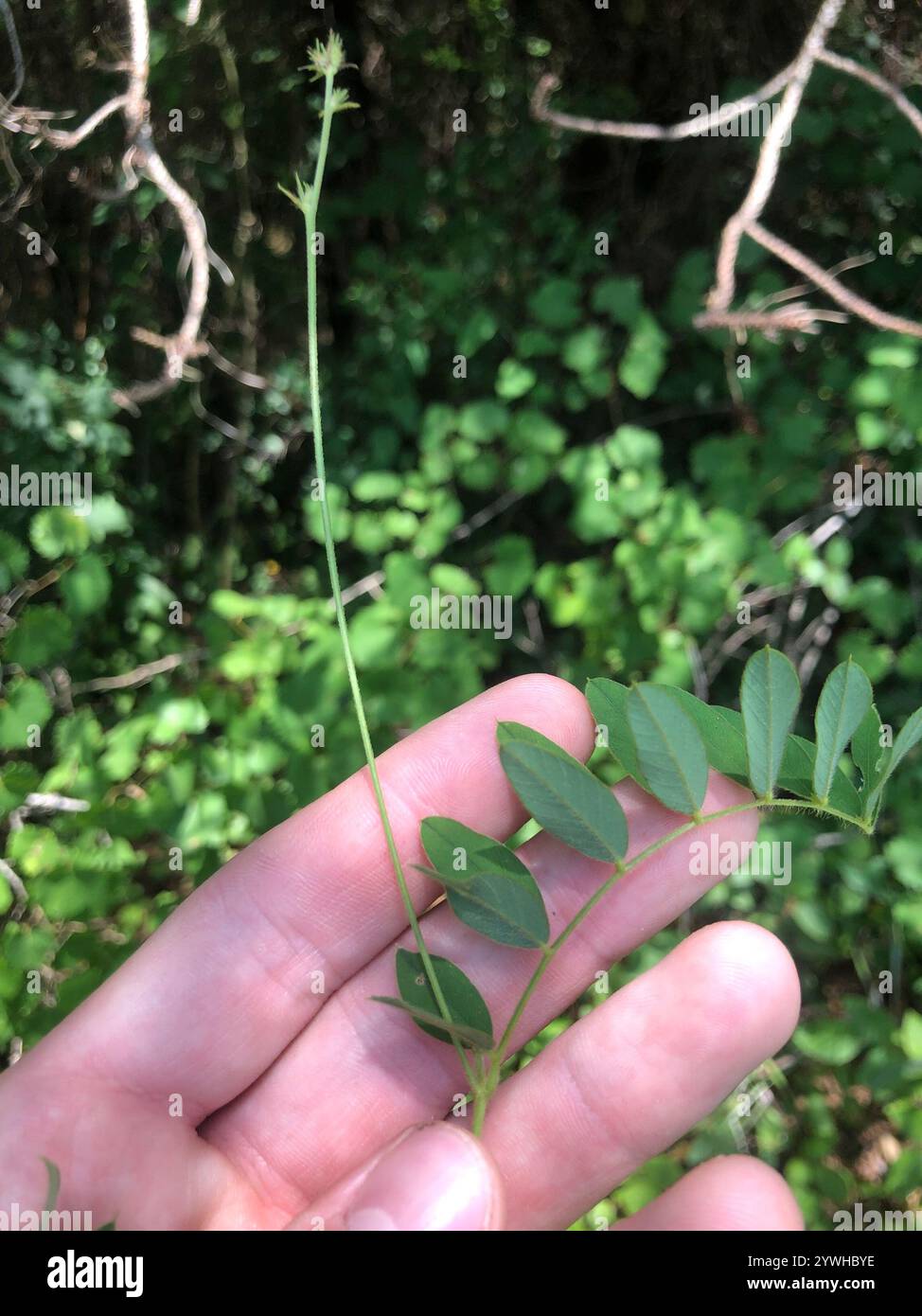 Sprawling hoary pea (Tephrosia hispidula Stock Photo - Alamy