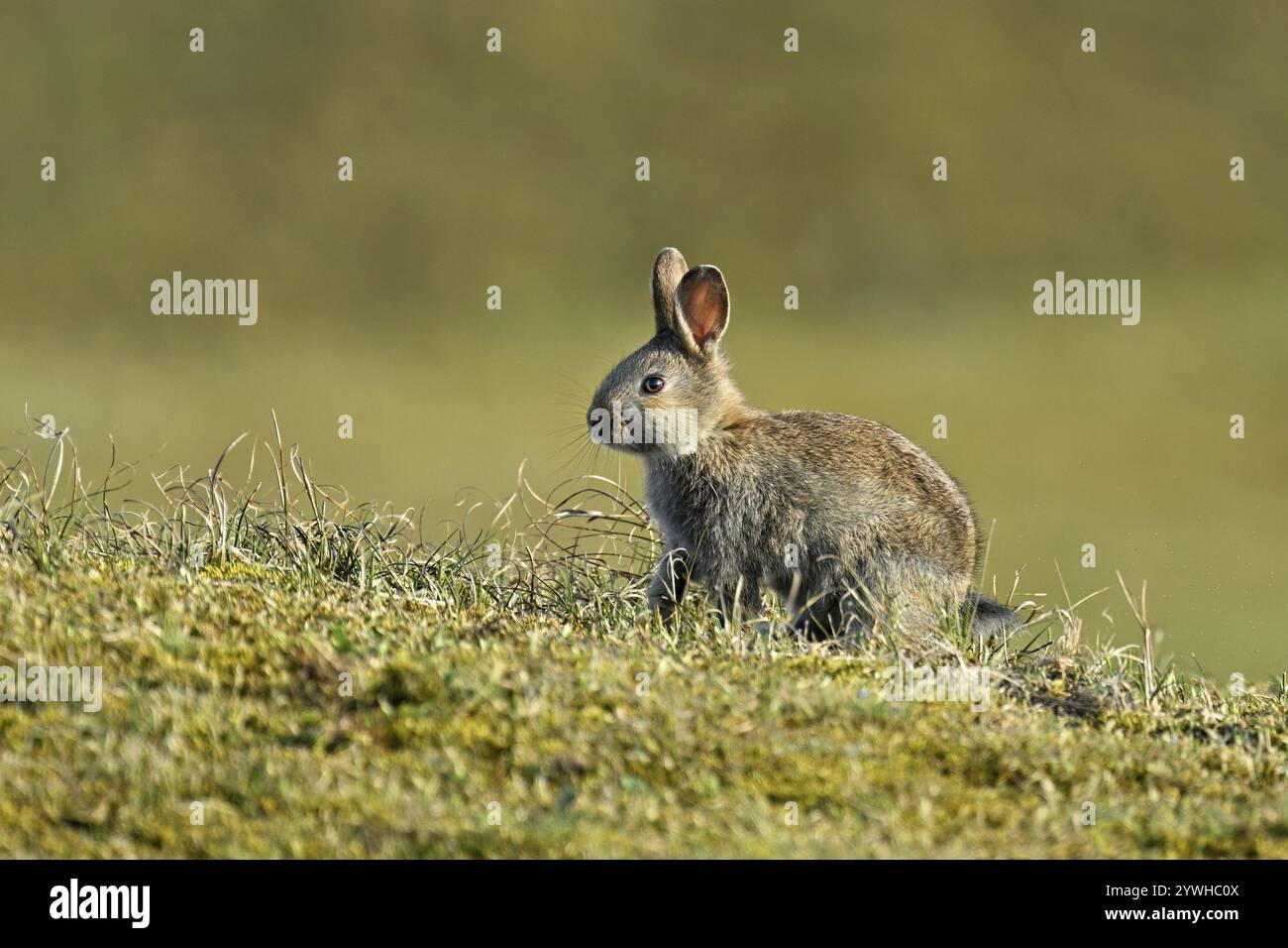 Wild rabbit (Oryctolagus cuniculus), sitting on a meadow, Texel, West ...