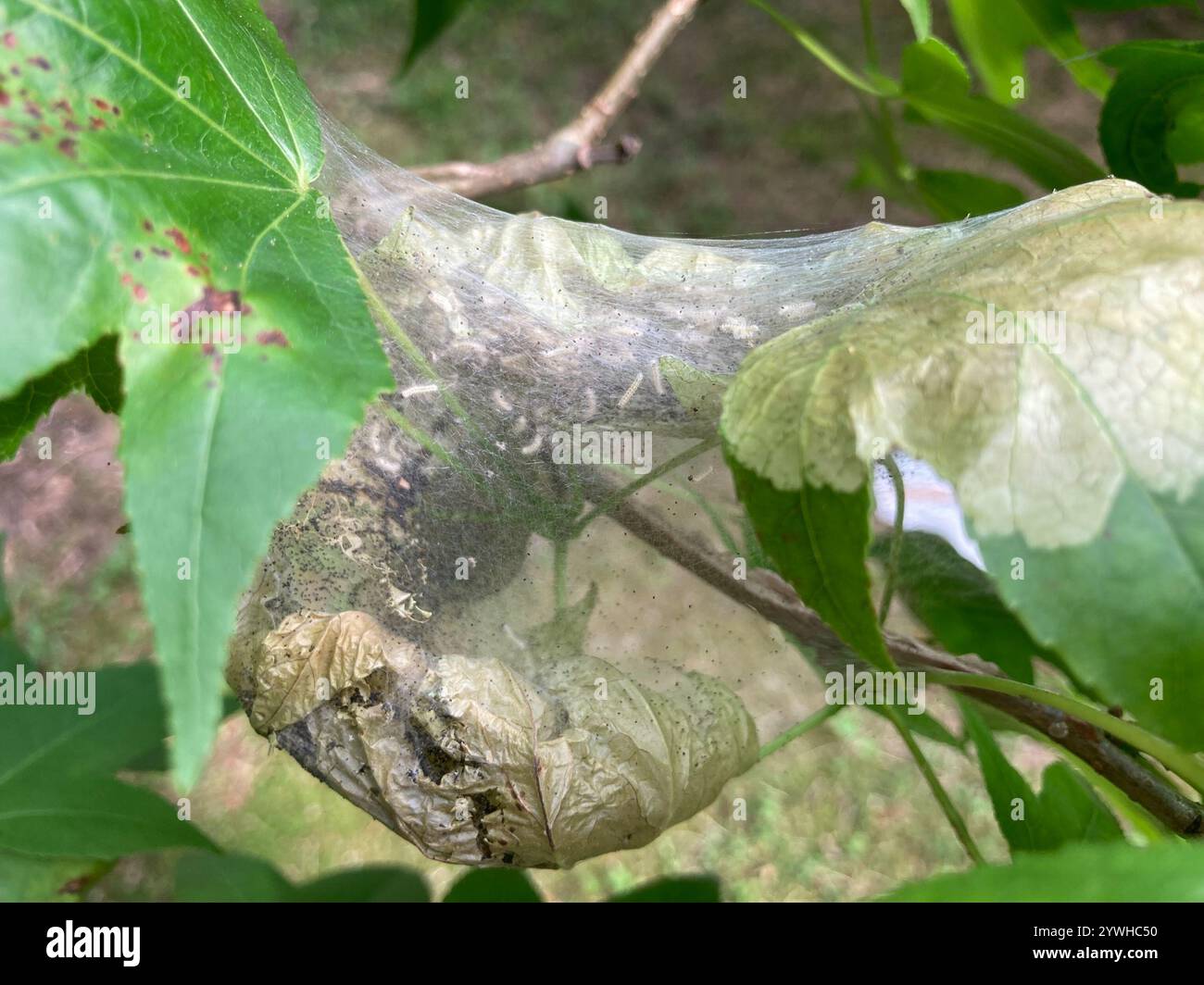 Fall Webworm Moth (Hyphantria cunea Stock Photo - Alamy