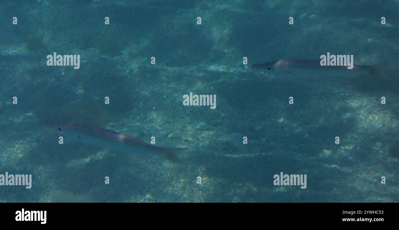 Striped Barracuda (Sphyraena pinguis Stock Photo - Alamy
