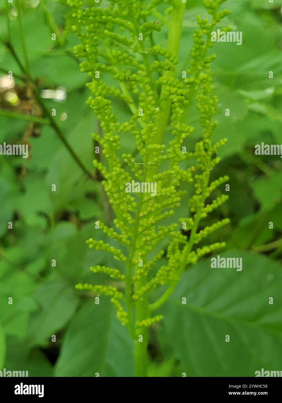 rattlesnake fern (Botrypus virginianus Stock Photo - Alamy