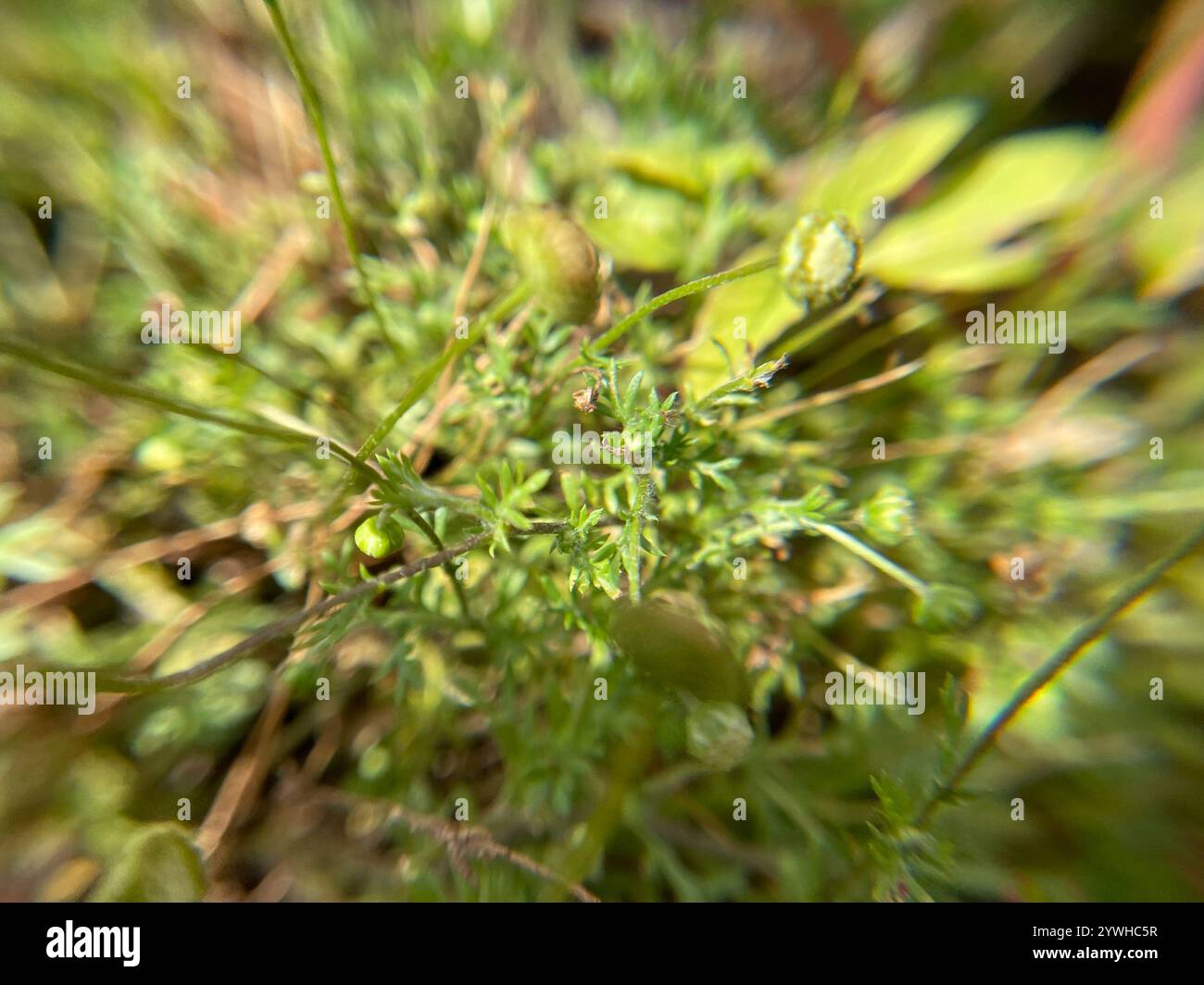 Cotula australis hi-res stock photography and images - Alamy