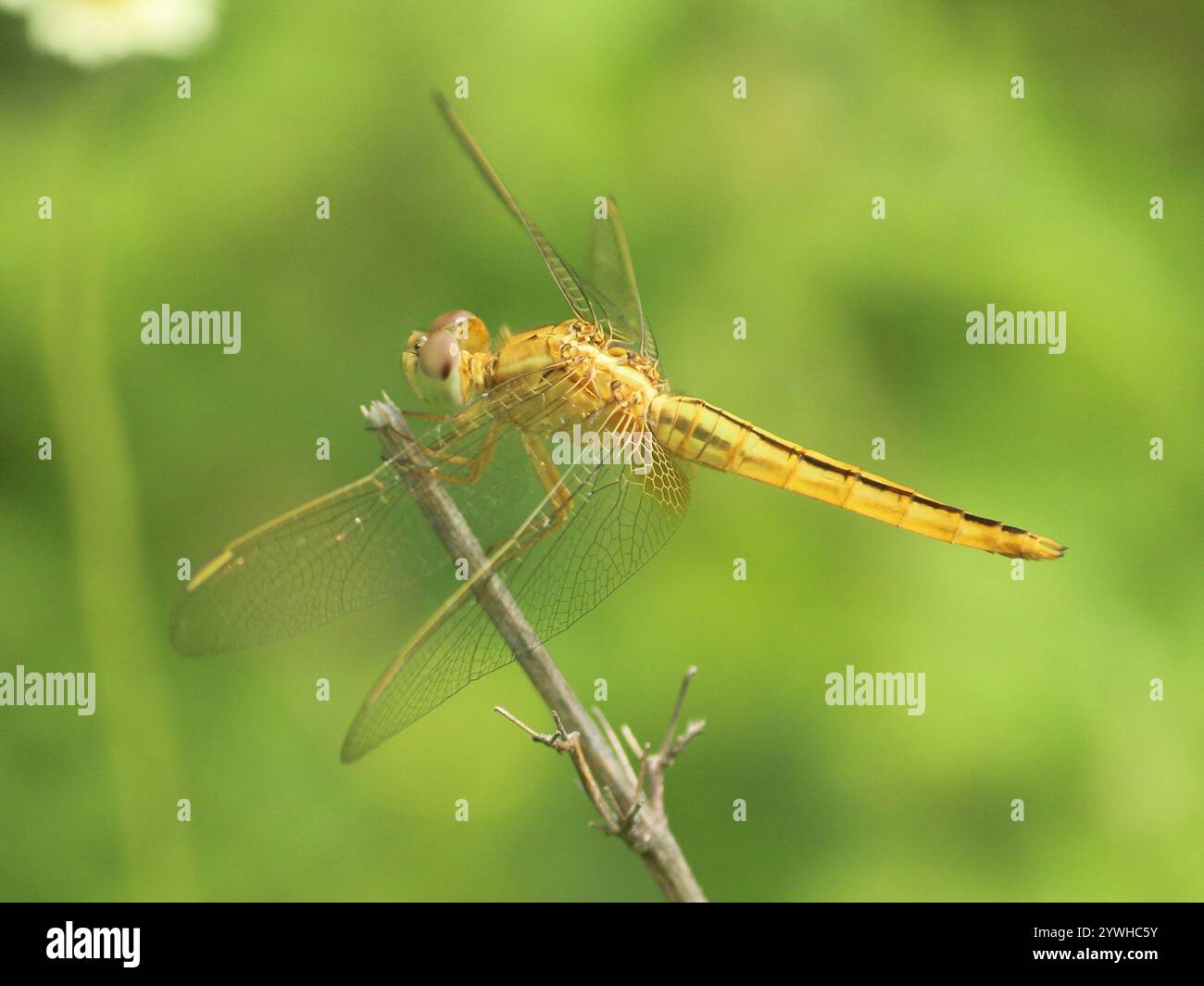 Scarlet Skimmer (Crocothemis servilia Stock Photo - Alamy