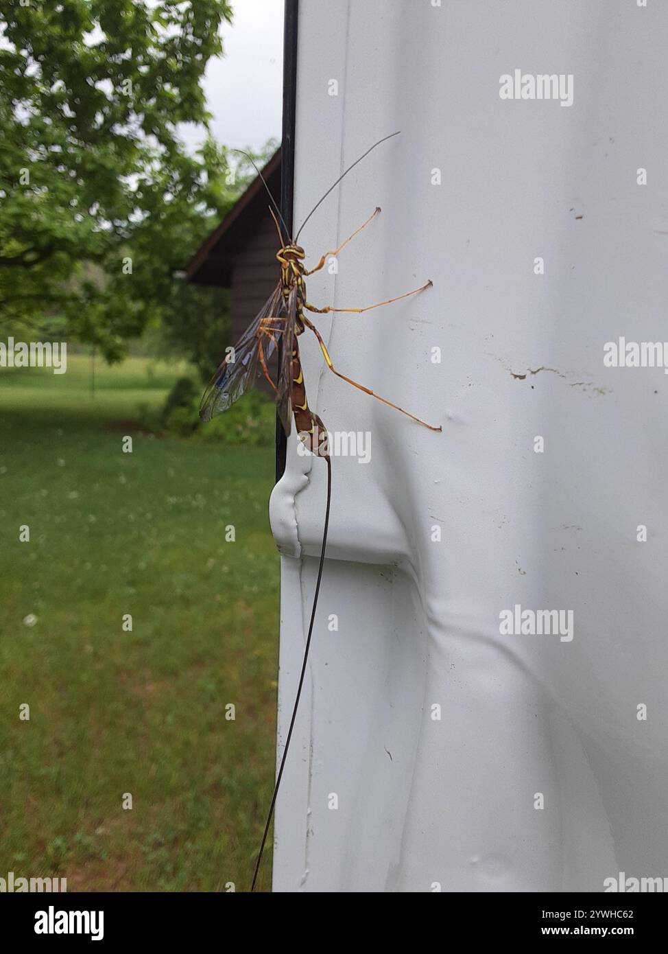 Long-tailed Giant Ichneumonid Wasp (Megarhyssa macrurus macrurus Stock ...