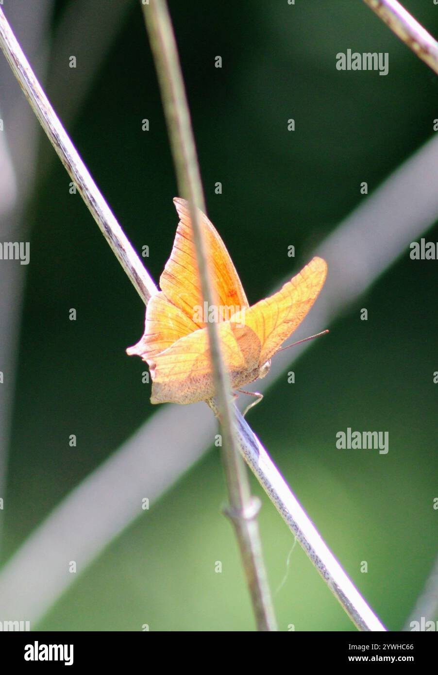 Goatweed Leafwing (Anaea andria Stock Photo - Alamy