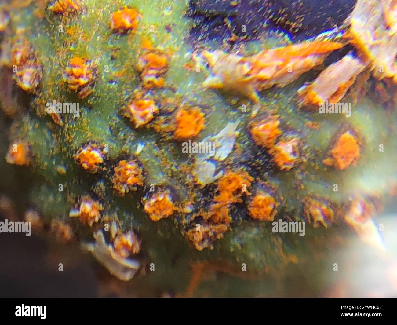 quince rust (Gymnosporangium clavipes Stock Photo - Alamy