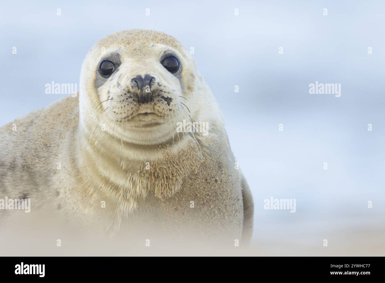 Common seal (Phoca vitulina) adult animal on a beach, Norfolk, England ...