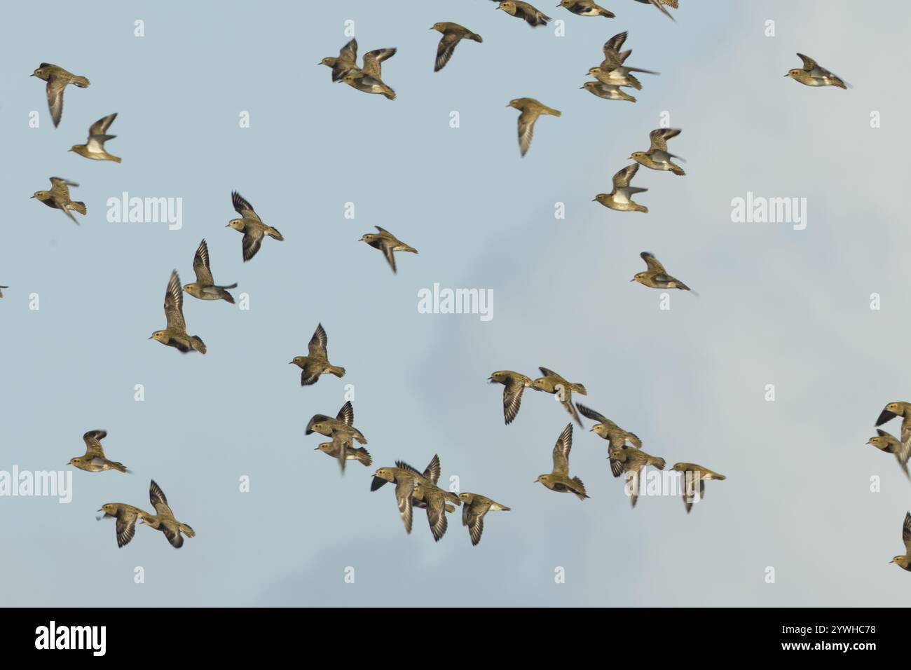 Golden plovers hi-res stock photography and images - Alamy