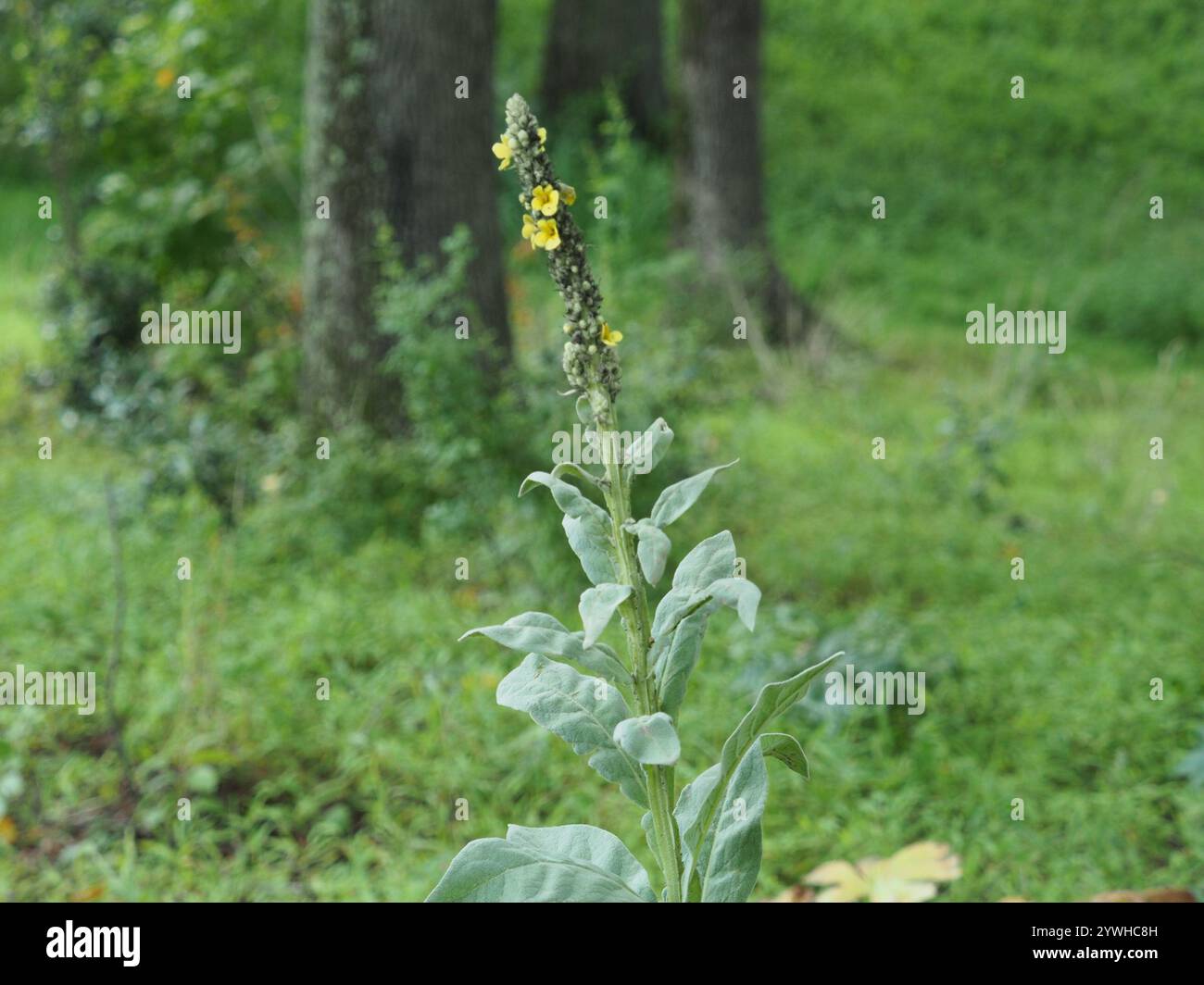 great mullein (Verbascum thapsus Stock Photo - Alamy