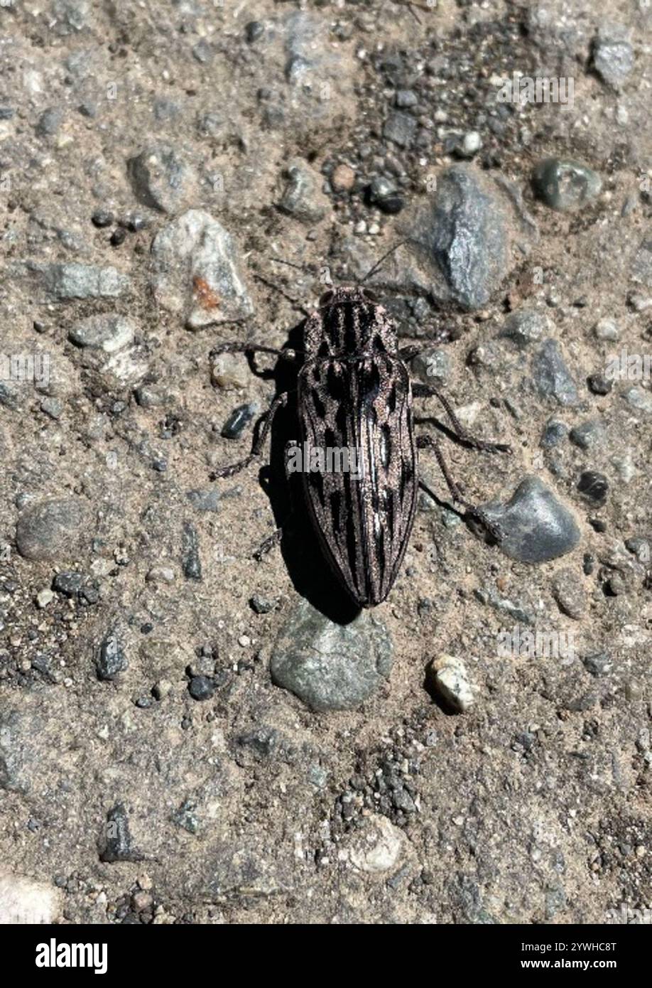 Western Sculptured Pine Borer (Chalcophora angulicollis Stock Photo - Alamy