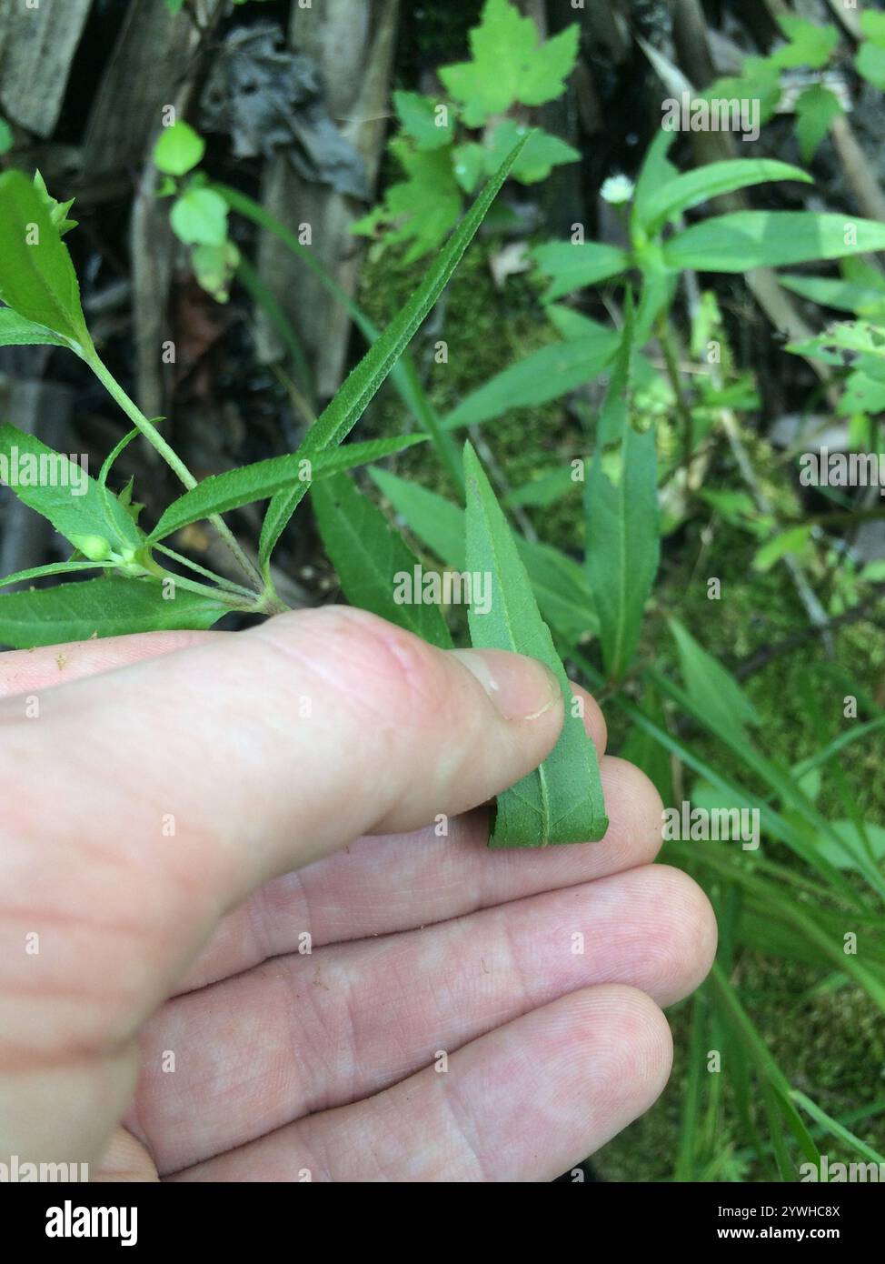 false daisy (Eclipta prostrata Stock Photo - Alamy