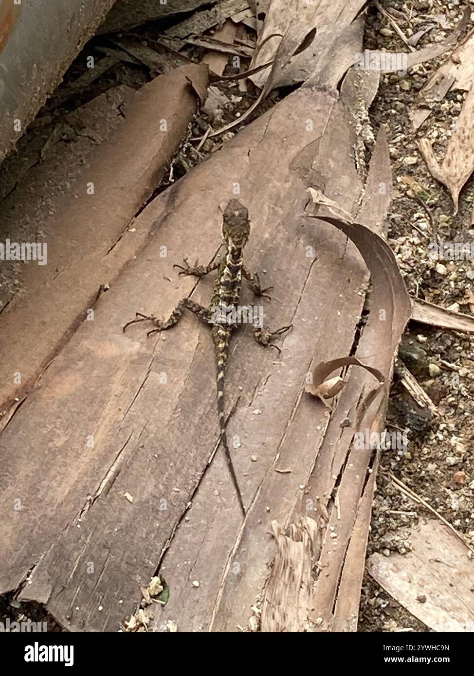 East Himalayan Mountain Lizard (Japalura variegata Stock Photo - Alamy