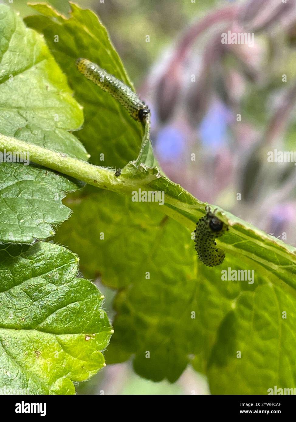 Imported currantworm hi-res stock photography and images - Alamy