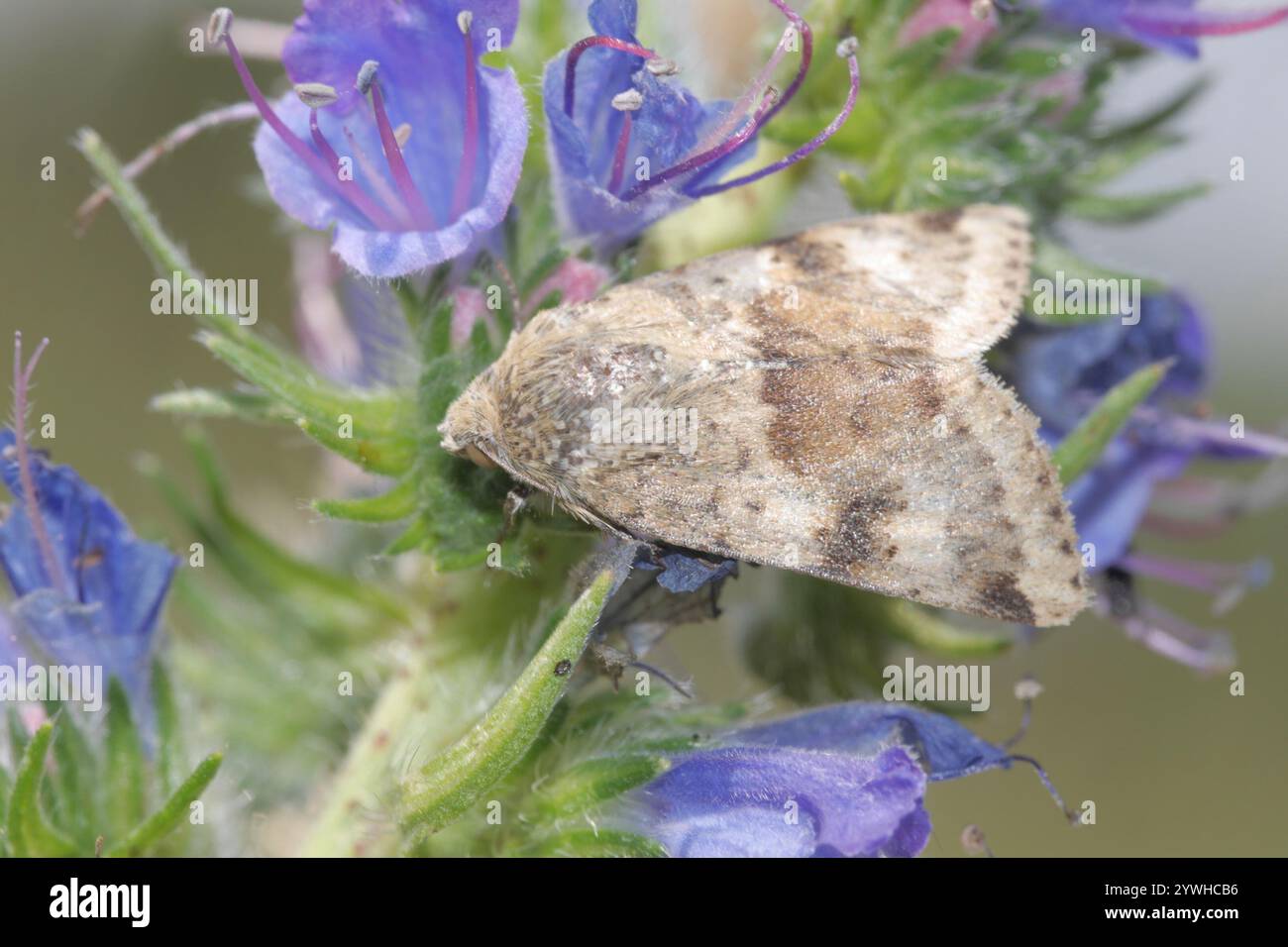Marbled Clover (Heliothis viriplaca Stock Photo - Alamy