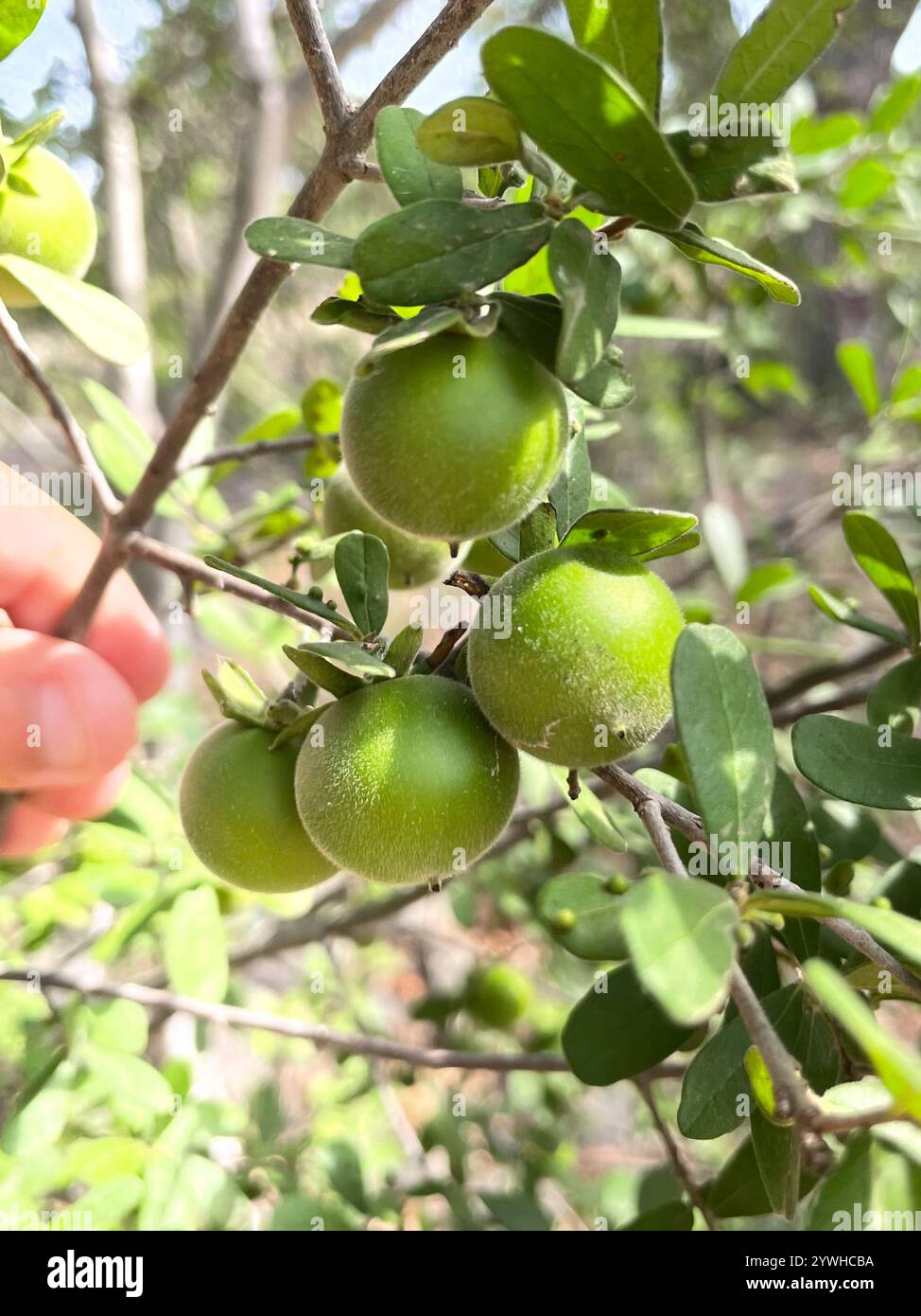 Texas Persimmon (Diospyros texana Stock Photo - Alamy
