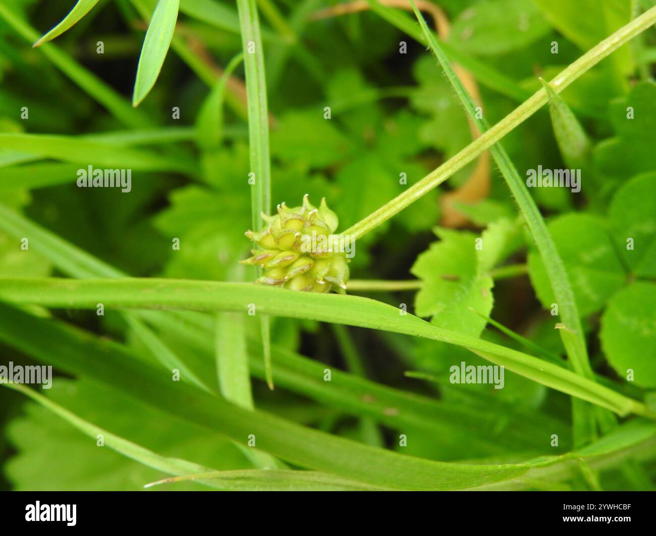 Goldilocks Buttercup (Ranunculus auricomus Stock Photo - Alamy
