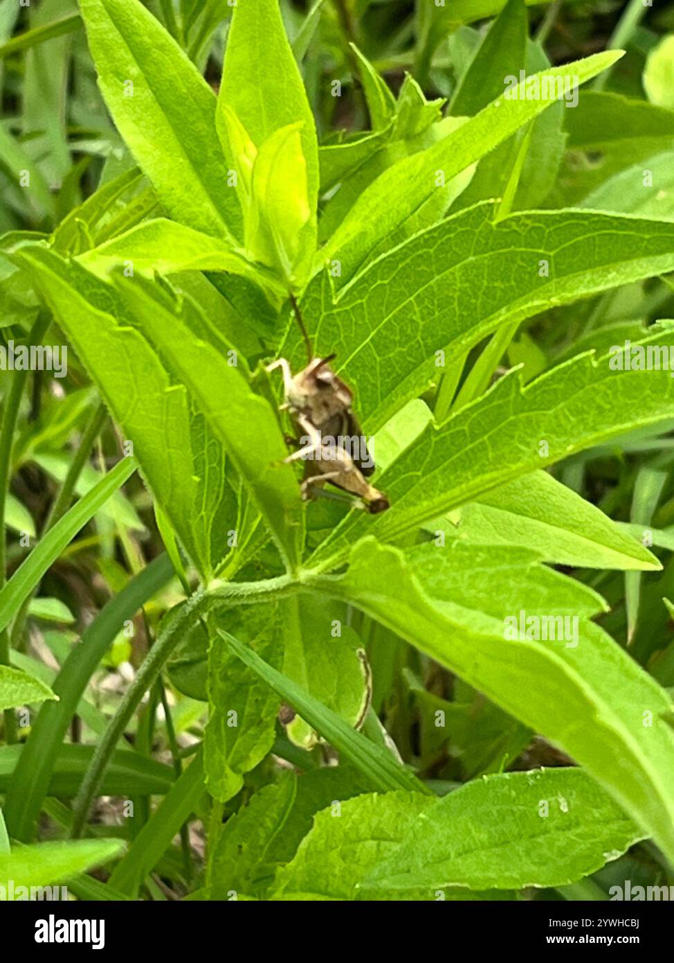 Green-striped Grasshopper (Chortophaga viridifasciata Stock Photo - Alamy