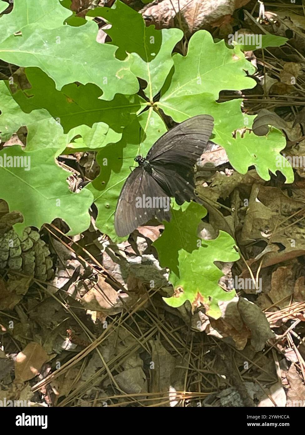 Pipevine Swallowtail (Battus philenor Stock Photo - Alamy