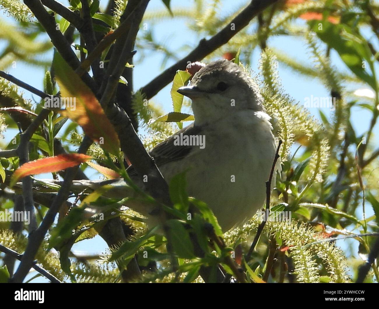 Garden Warbler (Sylvia borin Stock Photo - Alamy