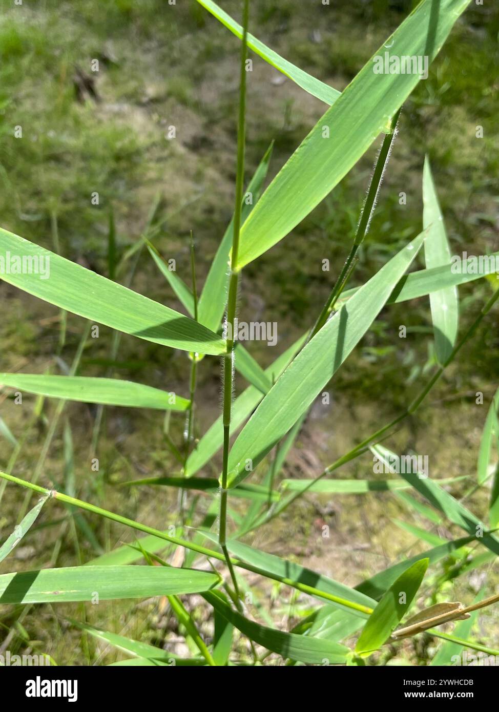 woolly witchgrass (Dichanthelium scabriusculum Stock Photo - Alamy