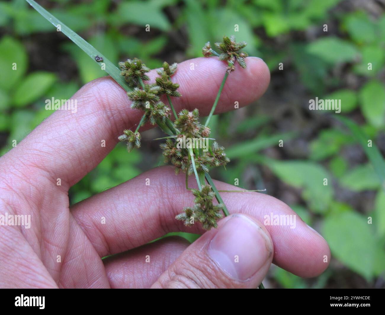 dark green bulrush (Scirpus atrovirens Stock Photo - Alamy