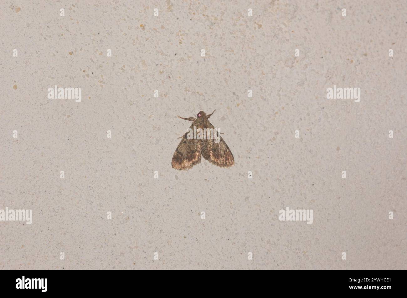 Macalla hi-res stock photography and images - Alamy