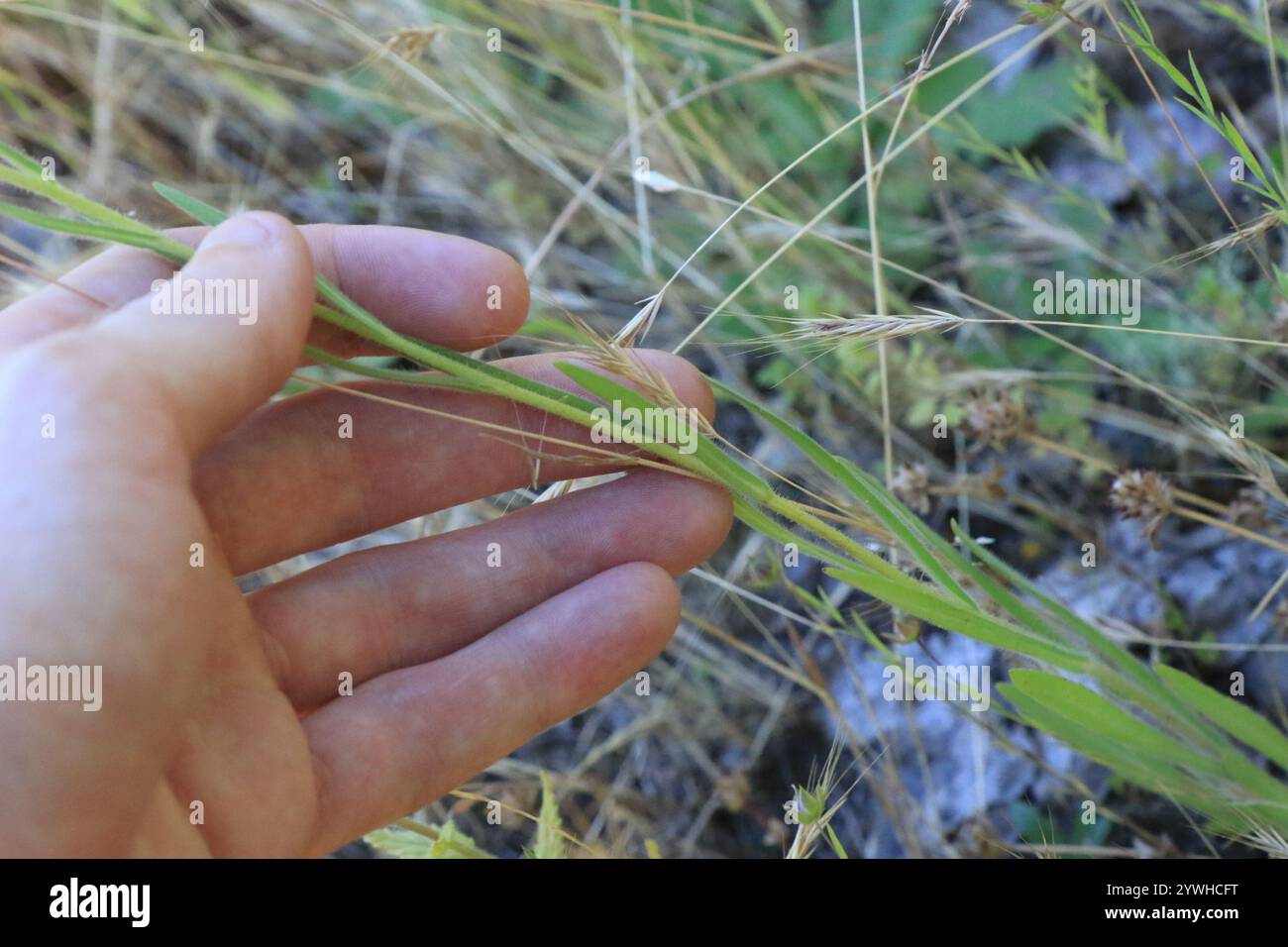 Common Madia (Madia elegans Stock Photo - Alamy
