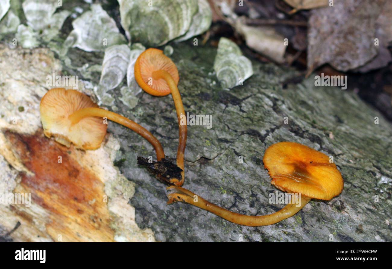 Orange mycena leaiana hi-res stock photography and images - Alamy