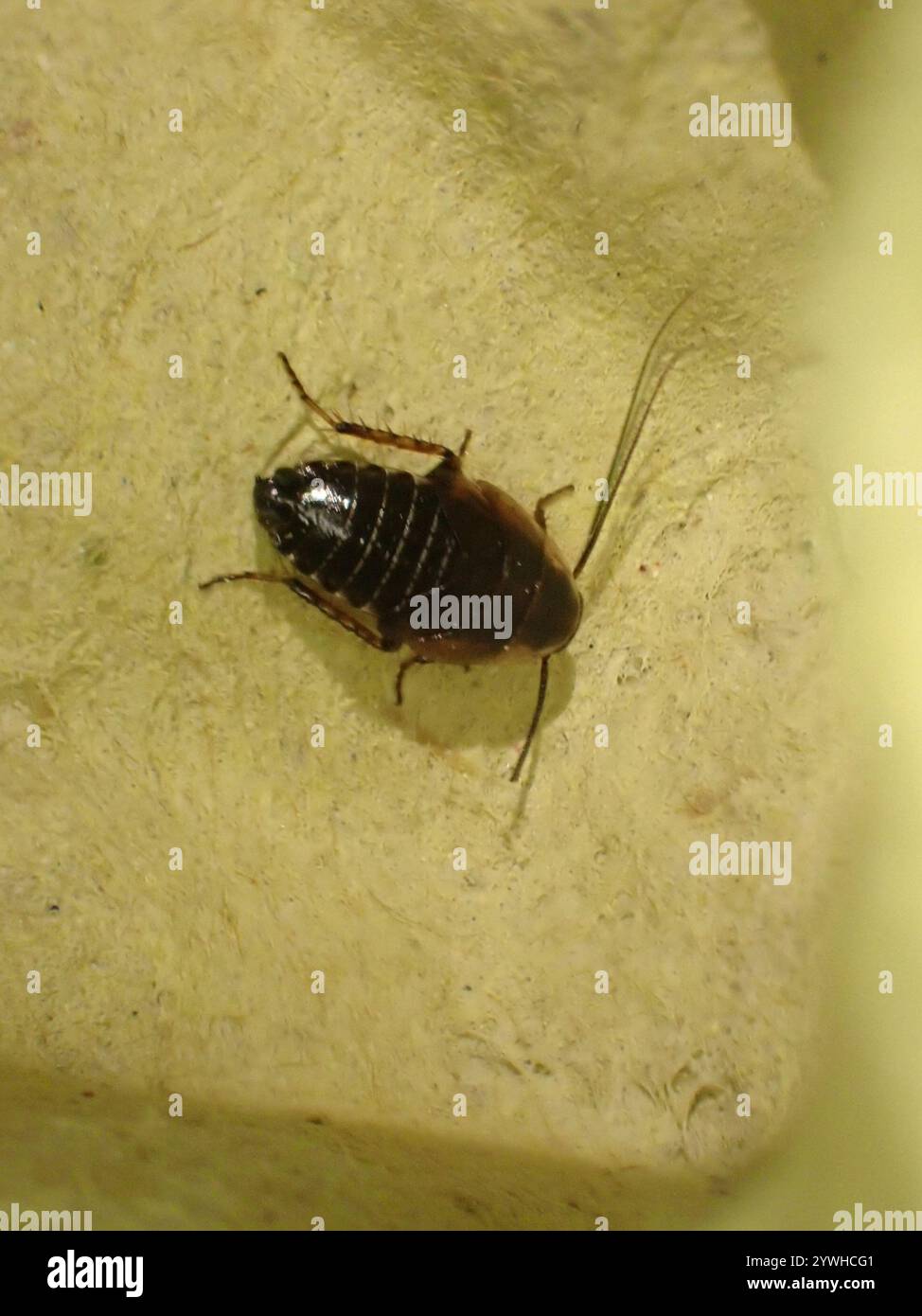 Forest Cockroach (Ectobius sylvestris Stock Photo - Alamy