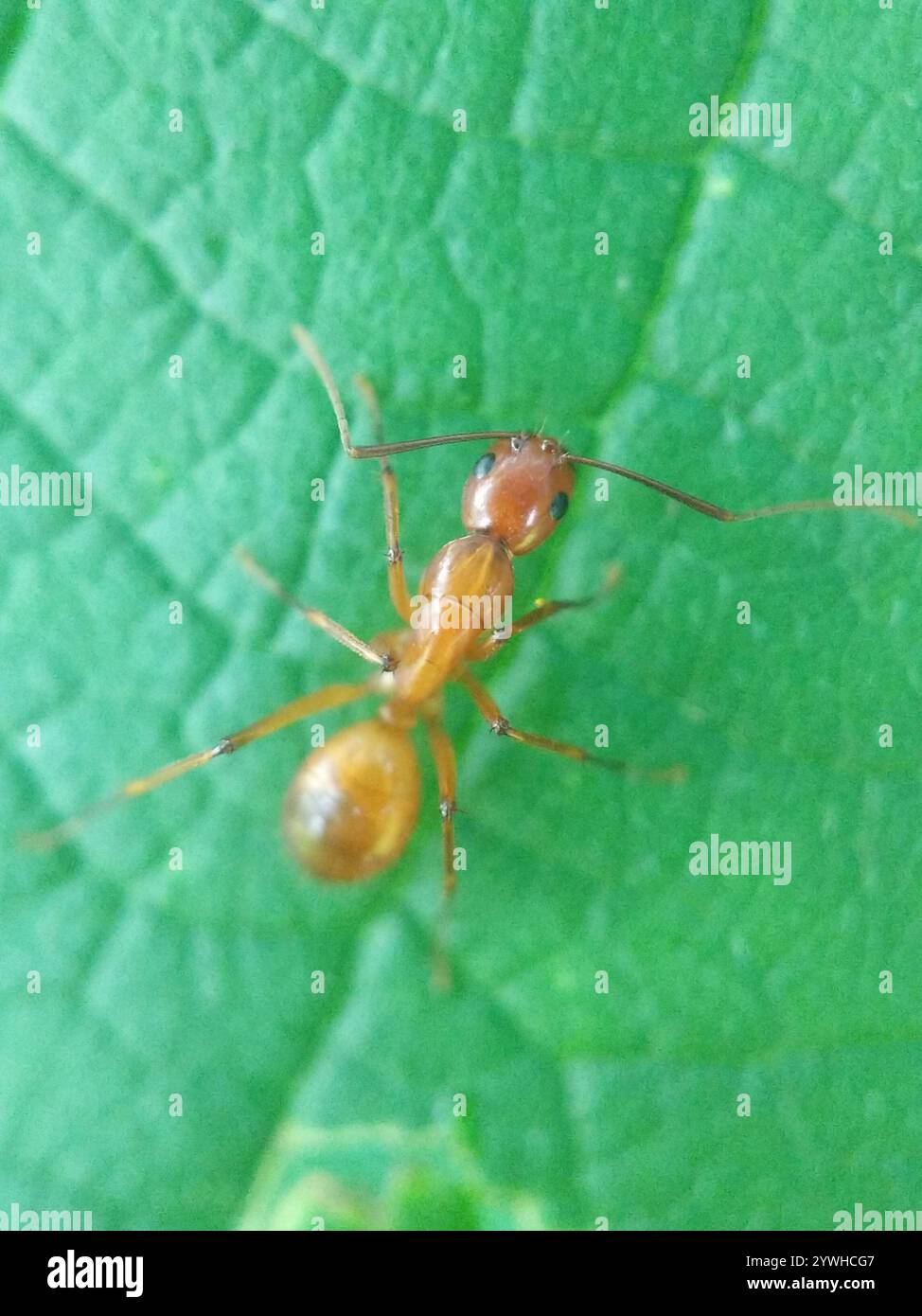 Chestnut carpenter ant hi-res stock photography and images - Alamy