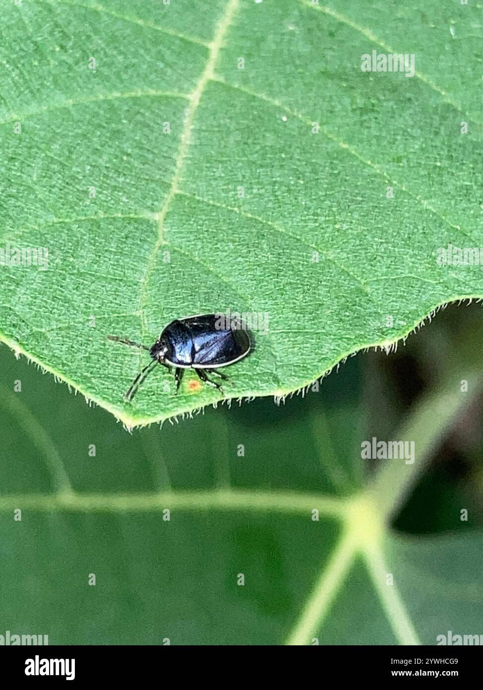 White-margined Burrower Bug (Sehirus cinctus Stock Photo - Alamy
