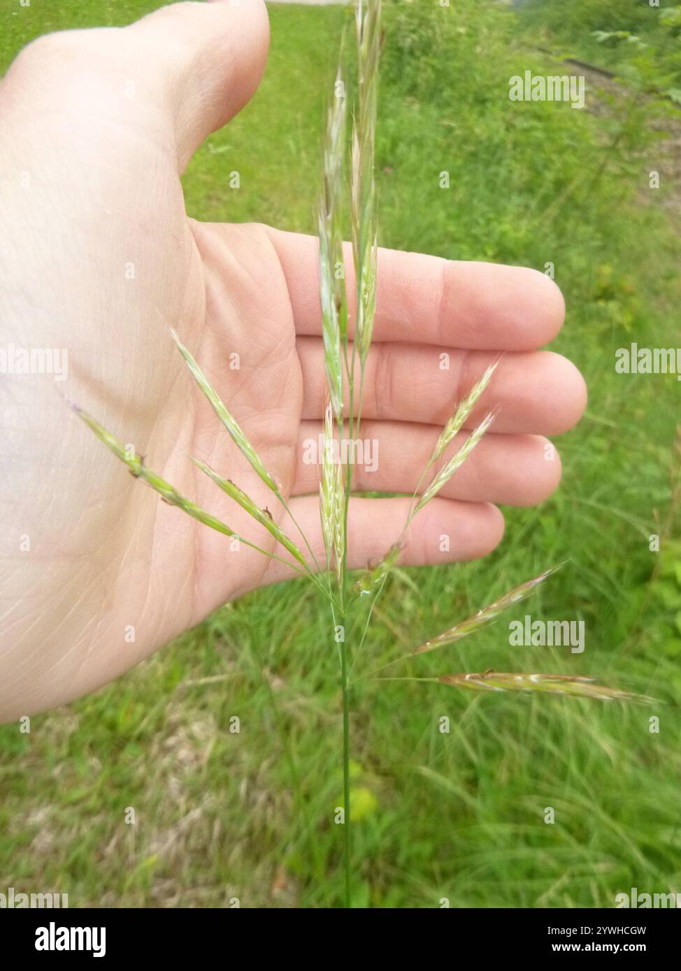 Upright Brome (Bromus erectus Stock Photo - Alamy