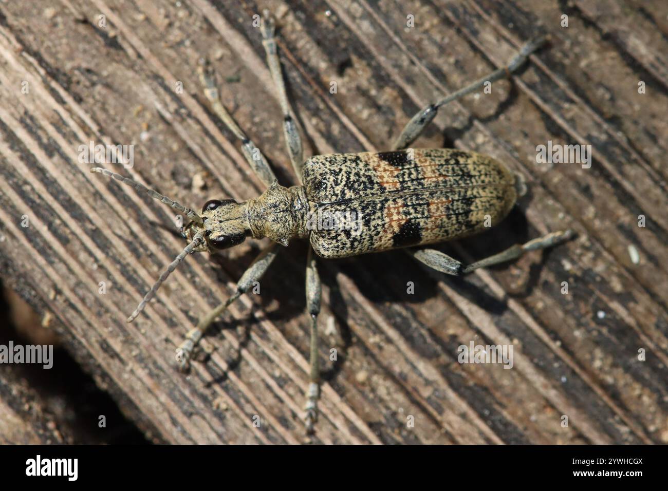 Blackspotted Longhorn Beetle (Rhagium mordax Stock Photo - Alamy