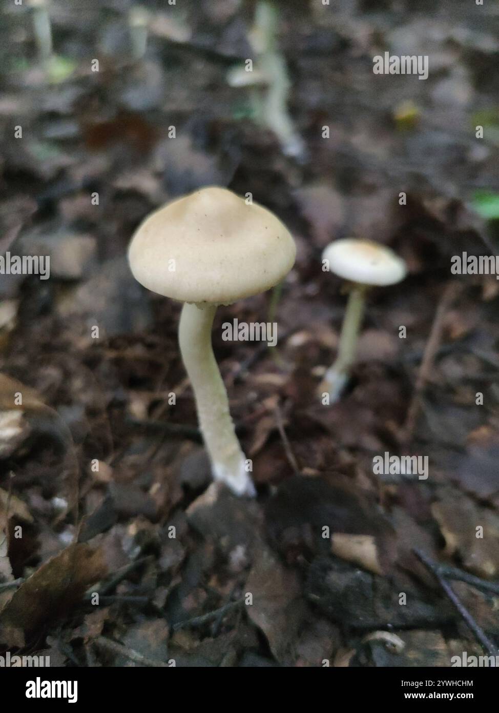 White Fibrecap (Inocybe geophylla Stock Photo - Alamy