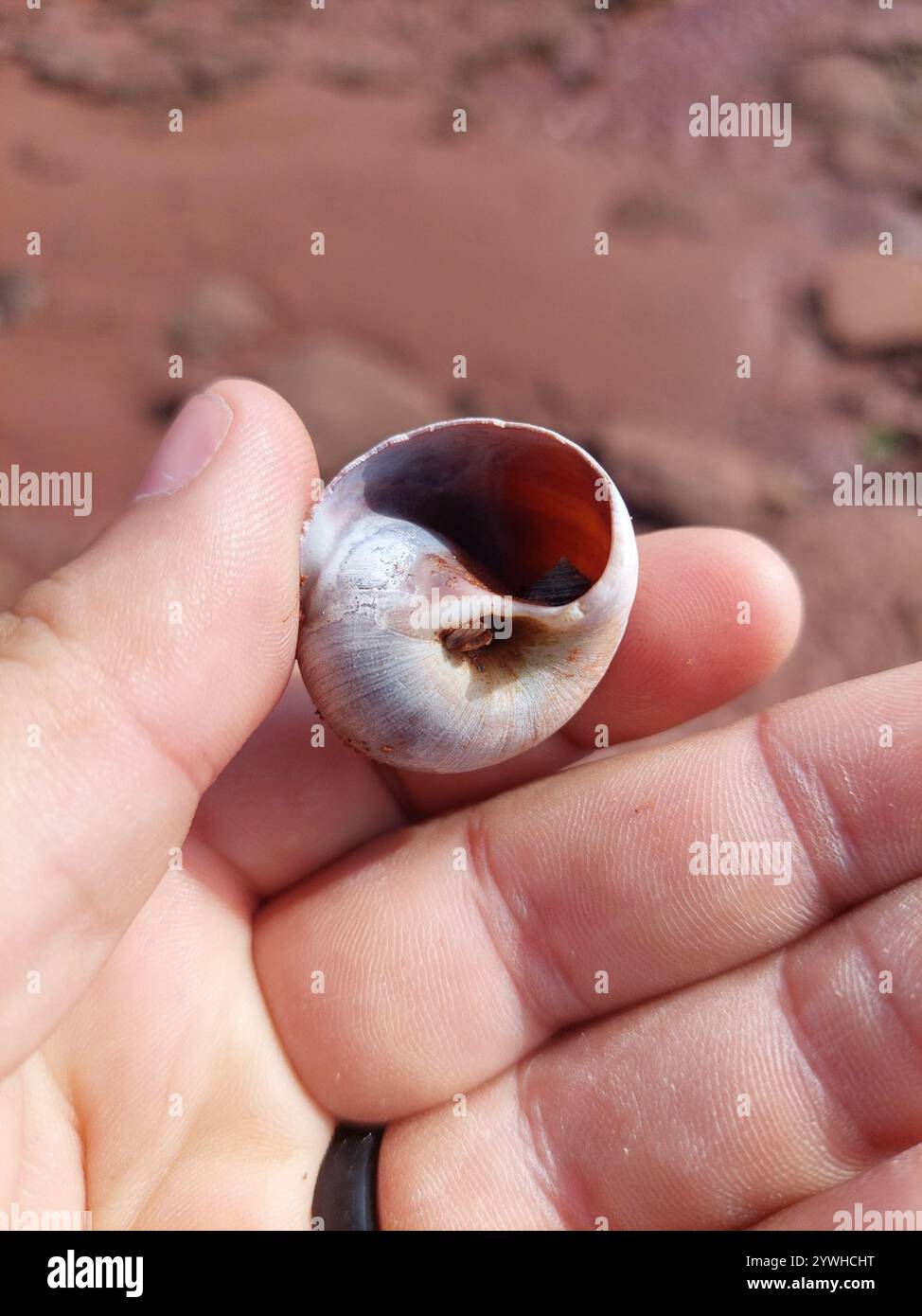 Northern Moonsnail (Euspira heros Stock Photo - Alamy