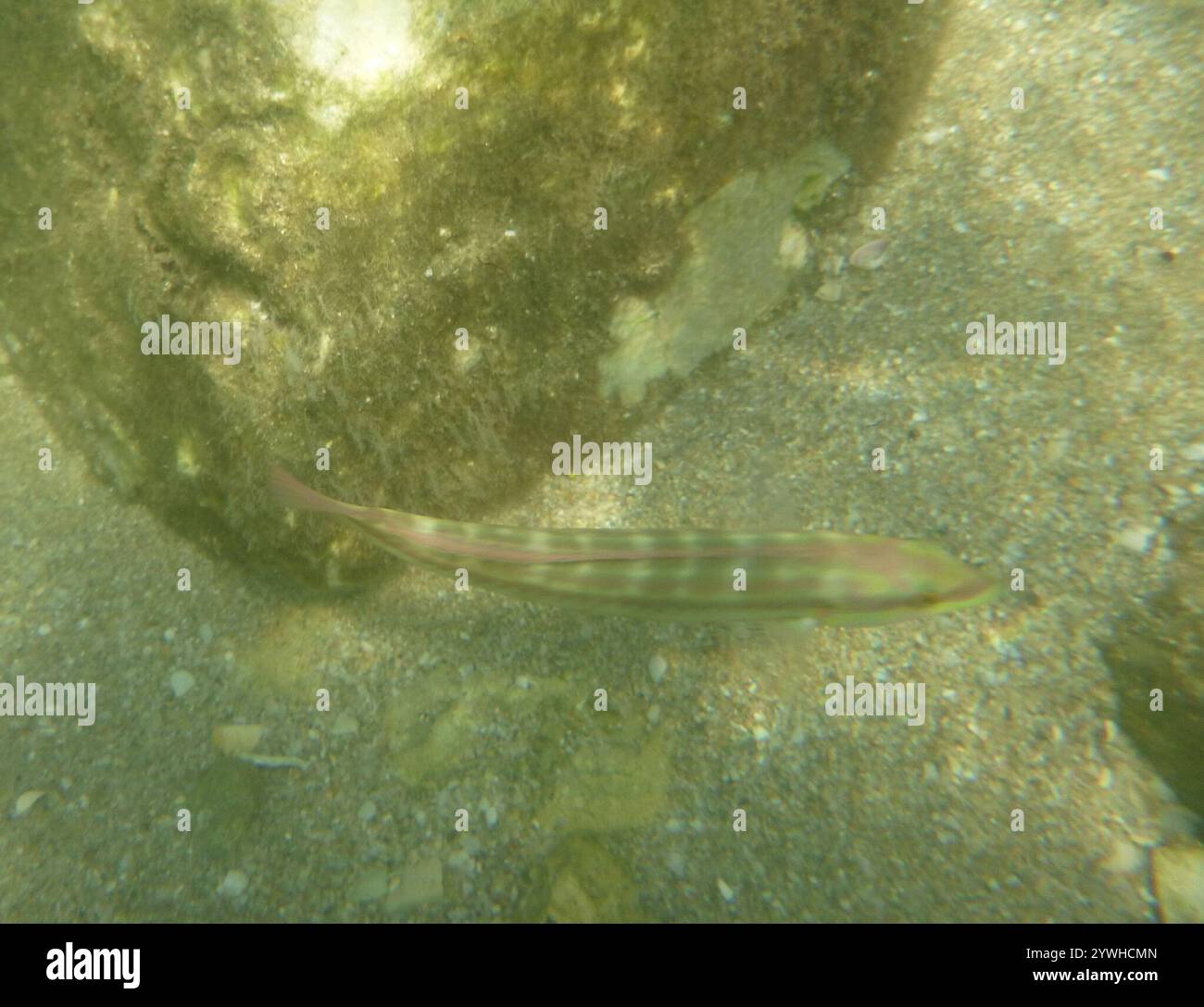 Slippery Dick (Halichoeres bivittatus Stock Photo - Alamy Slippery Dick (Halichoeres bivittatus Stock Photo - Alamy