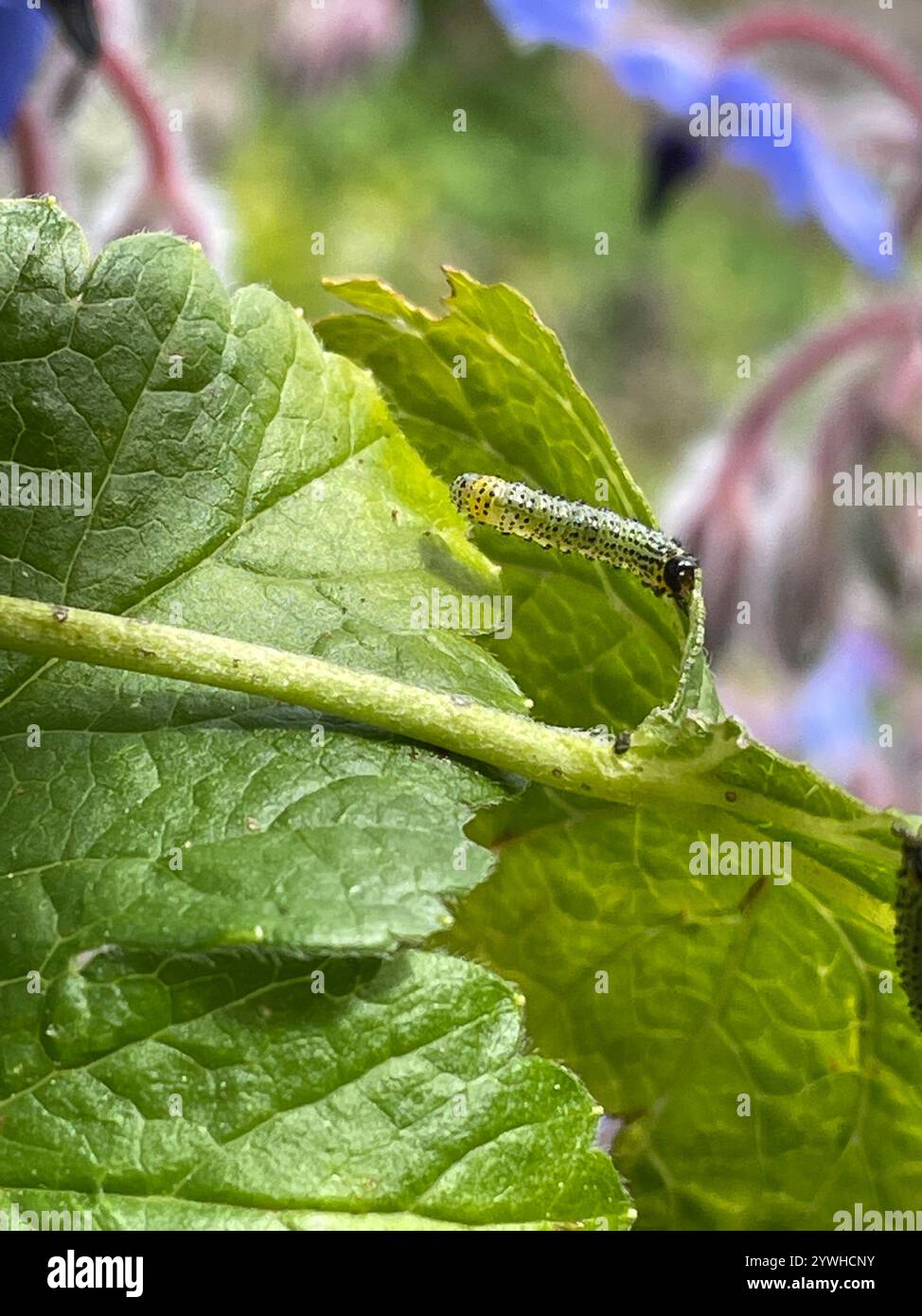 Imported currantworm hi-res stock photography and images - Alamy
