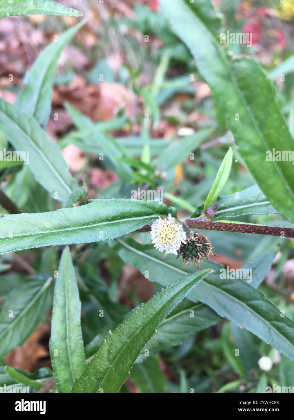 false daisy (Eclipta prostrata Stock Photo - Alamy