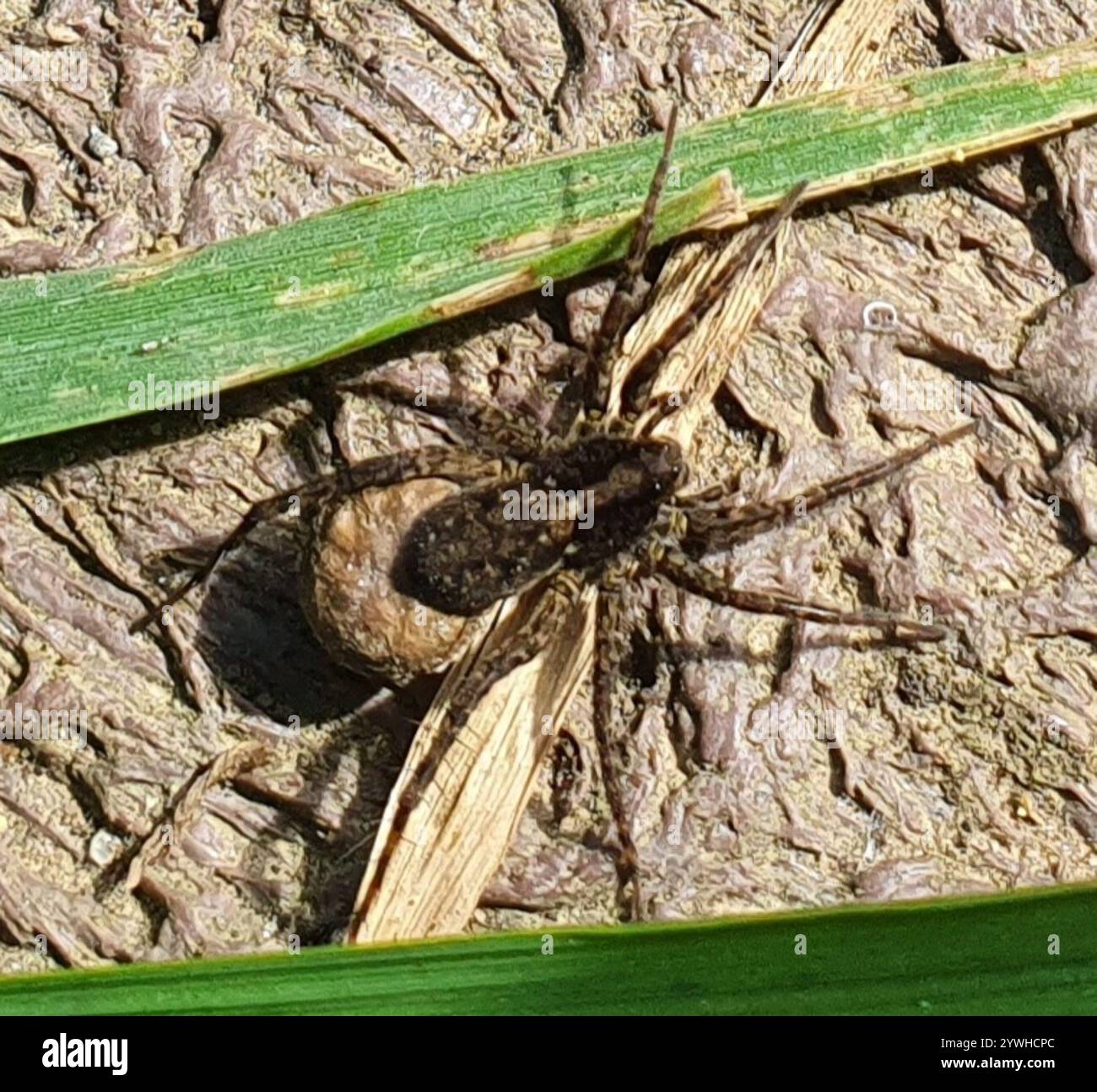 Spotted Wolf Spider (Pardosa amentata Stock Photo - Alamy