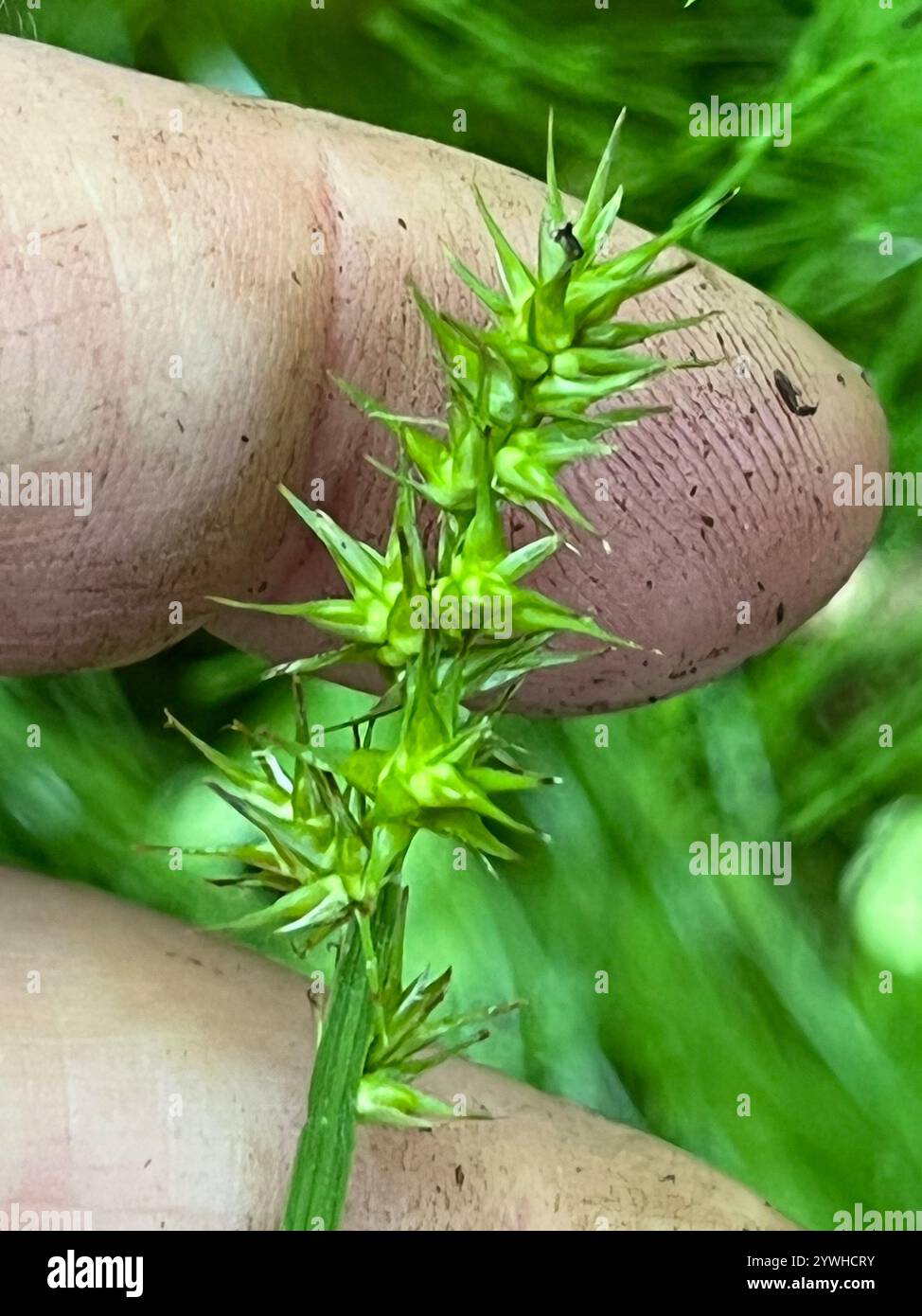 smooth-sheathed sedge (Carex laevivaginata Stock Photo - Alamy