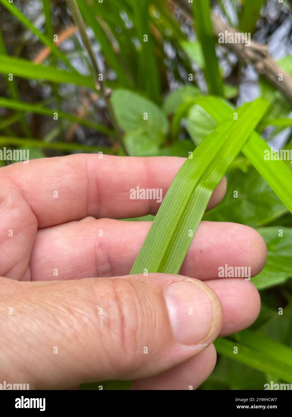 American bur-reed (Sparganium americanum Stock Photo - Alamy