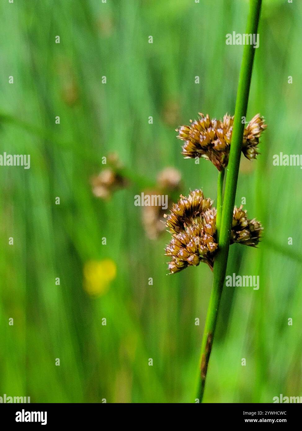 Soft Rush (Juncus effusus Stock Photo - Alamy