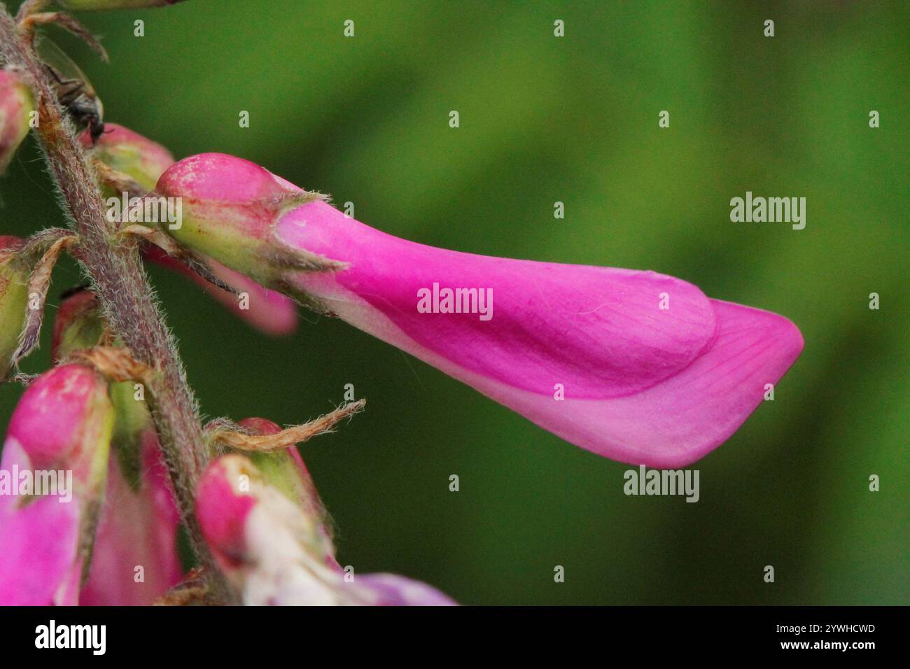 Alpine sainfoin (Hedysarum hedysaroides Stock Photo - Alamy