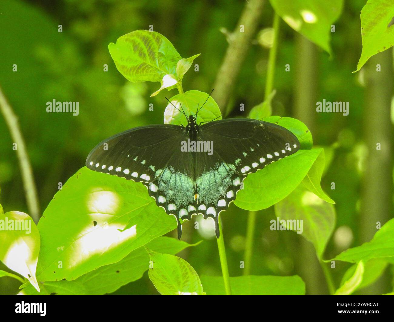Spicebush Swallowtail (Papilio troilus Stock Photo - Alamy