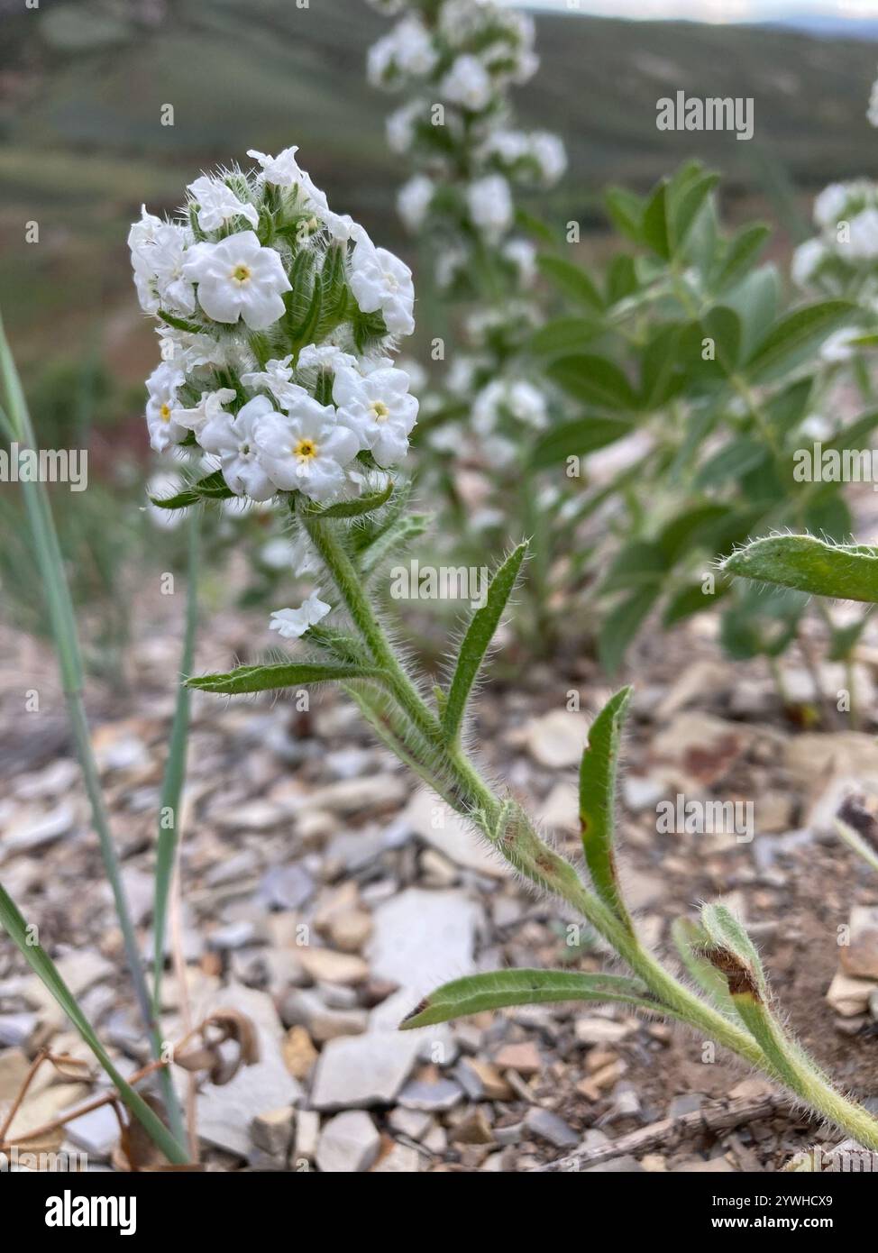 Cockscomb Oreocarya (Oreocarya glomerata Stock Photo - Alamy