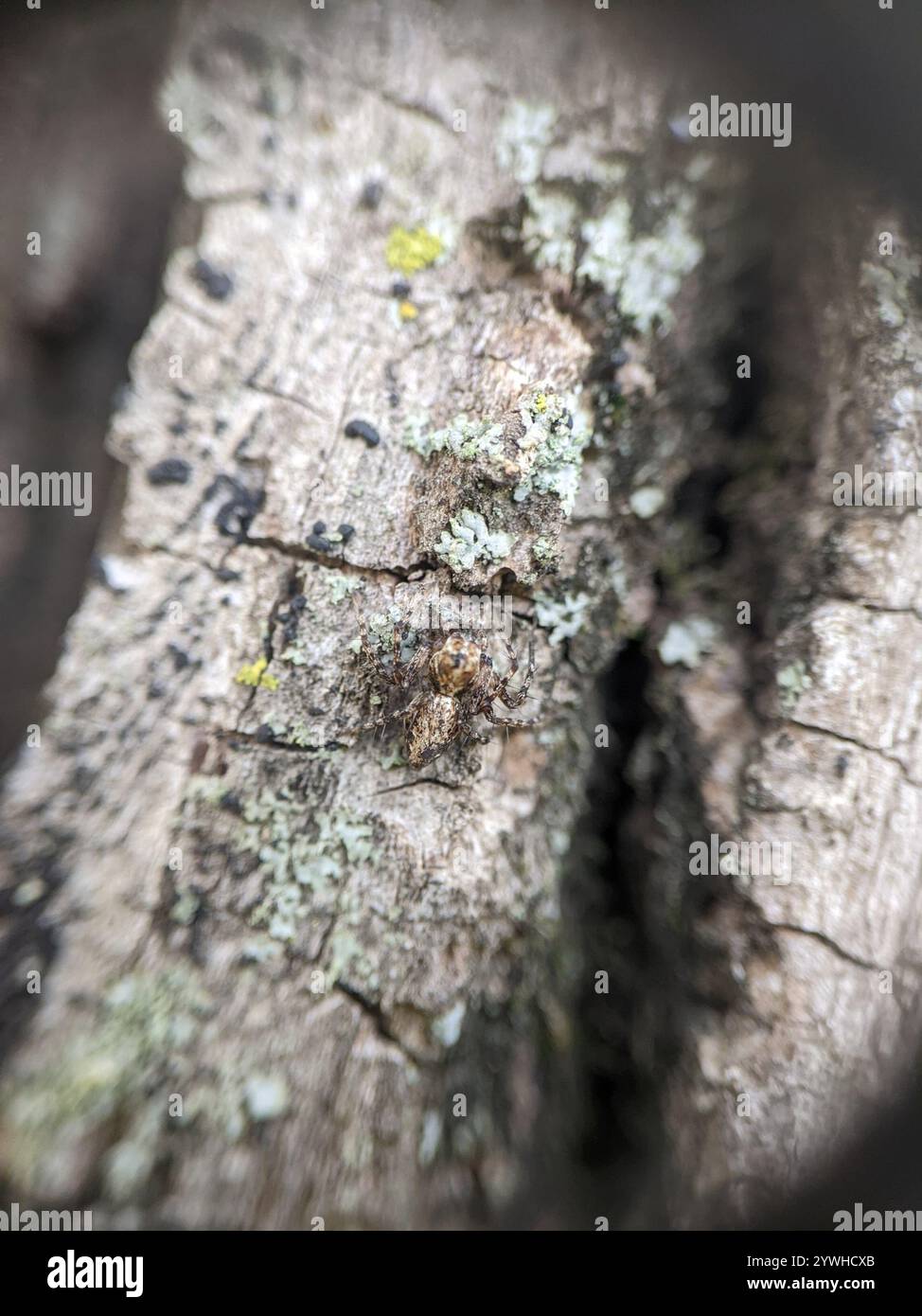 Grass lynx spiders (Oxyopes Stock Photo - Alamy
