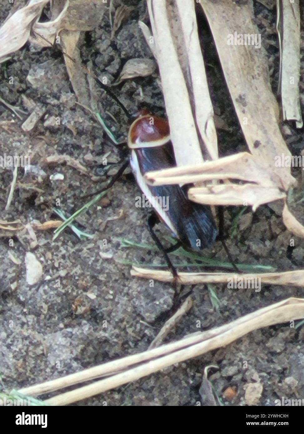 Pale-bordered Field Cockroach (Pseudomops septentrionalis Stock Photo ...