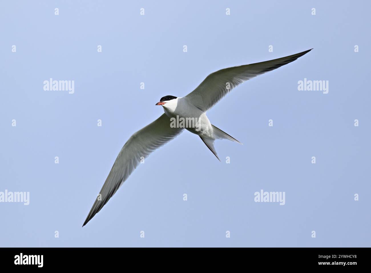 Common Tern (Sterna hirundo), in flight, Texel, West Frisian Islands ...