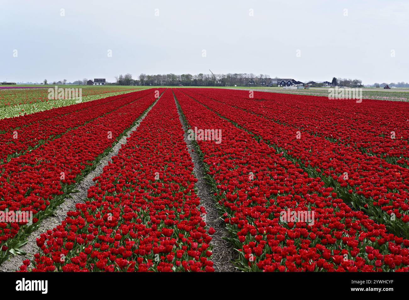 Tulip field with intense red flowers as a splash of colour in nature ...