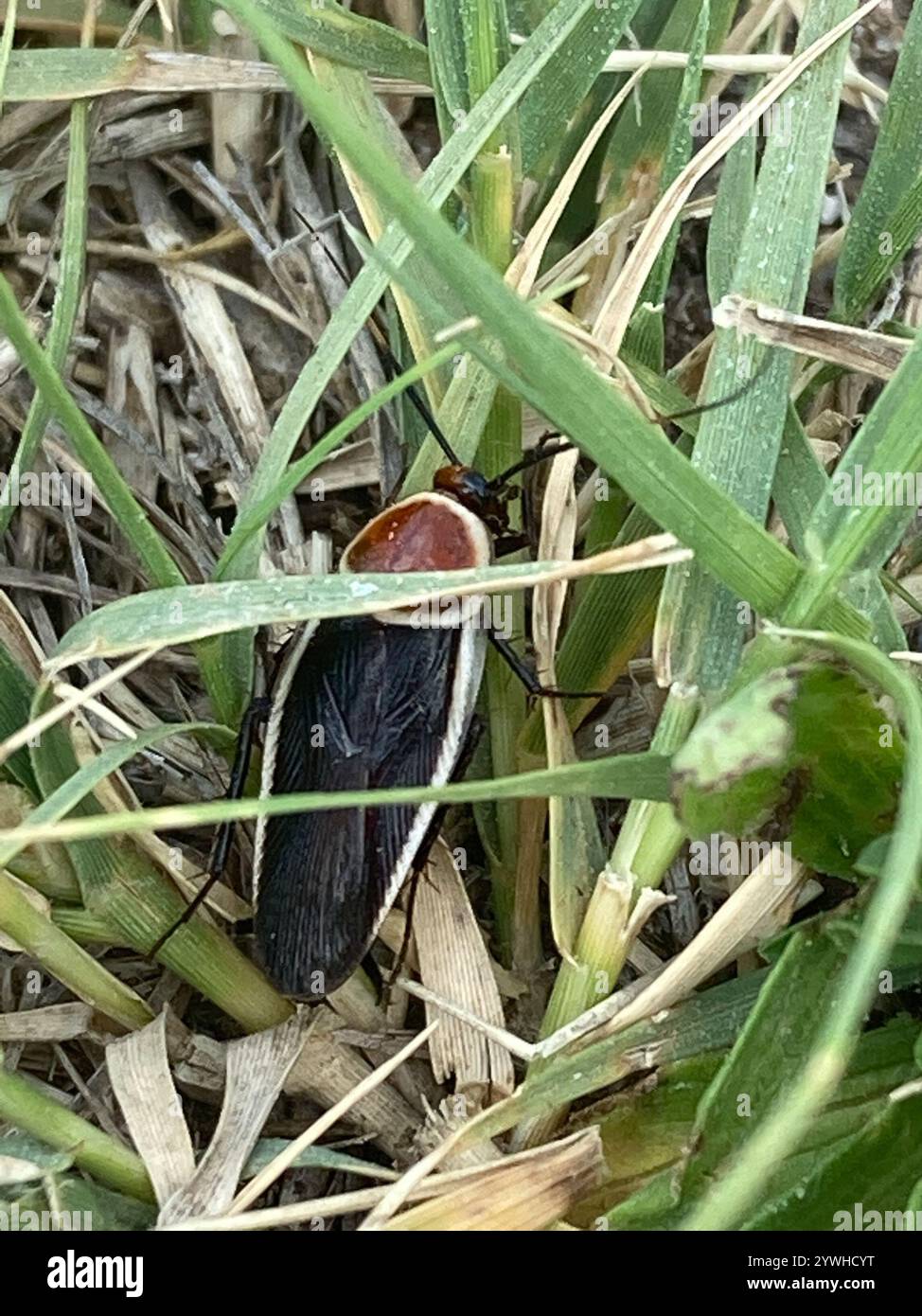 Pale-bordered Field Cockroach (Pseudomops septentrionalis Stock Photo ...